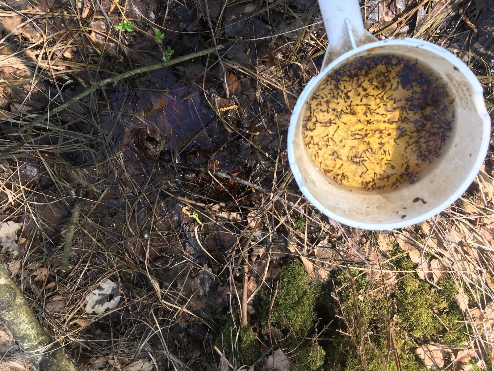 Habitats van steekmuggen en knutten (5) - AquaScape advies